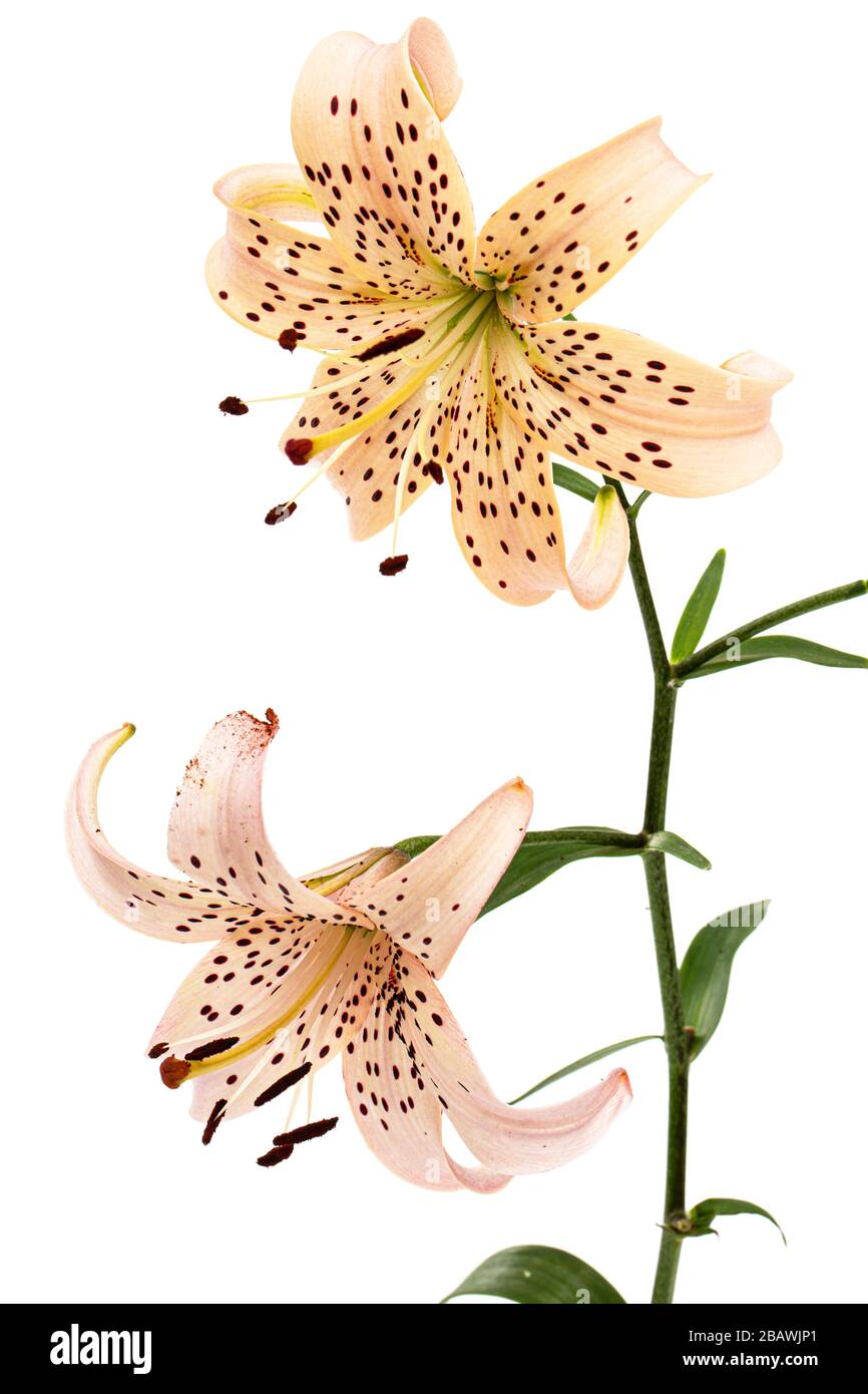 Flowers of asian lily, isolated on white background Stock Photo - Alamy