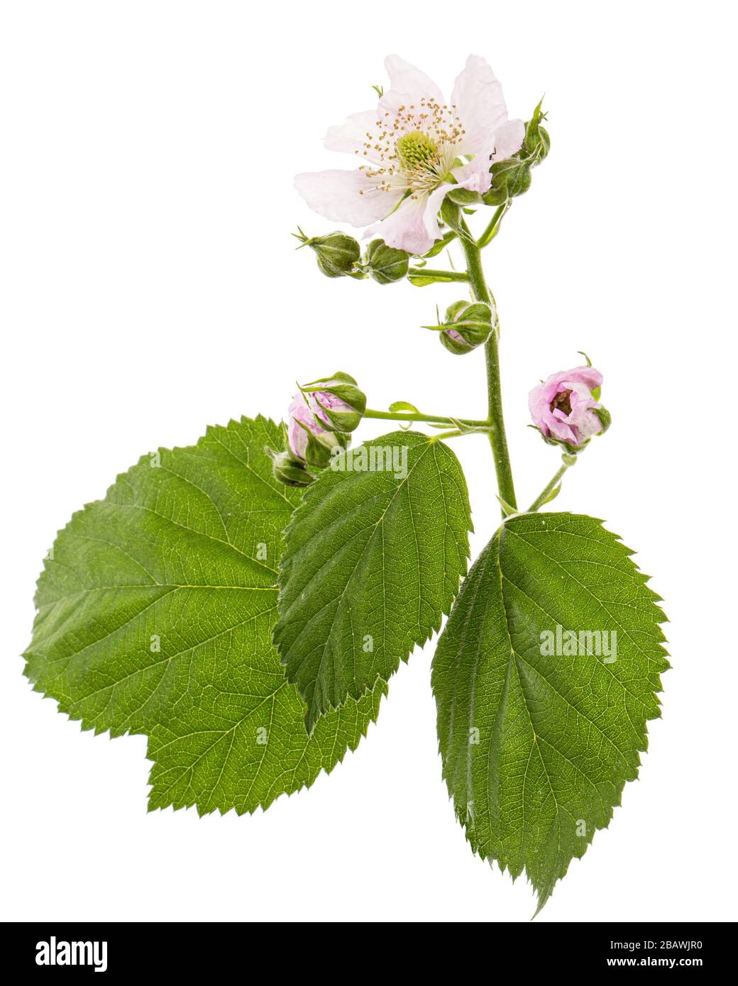 Flowers of blackberry, lat. Rubus fruticosus, isolated on white ...