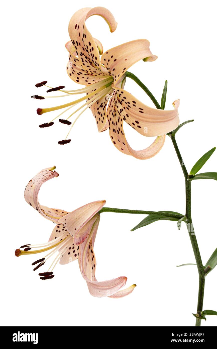 Flowers of asian lily, isolated on white background Stock Photo - Alamy