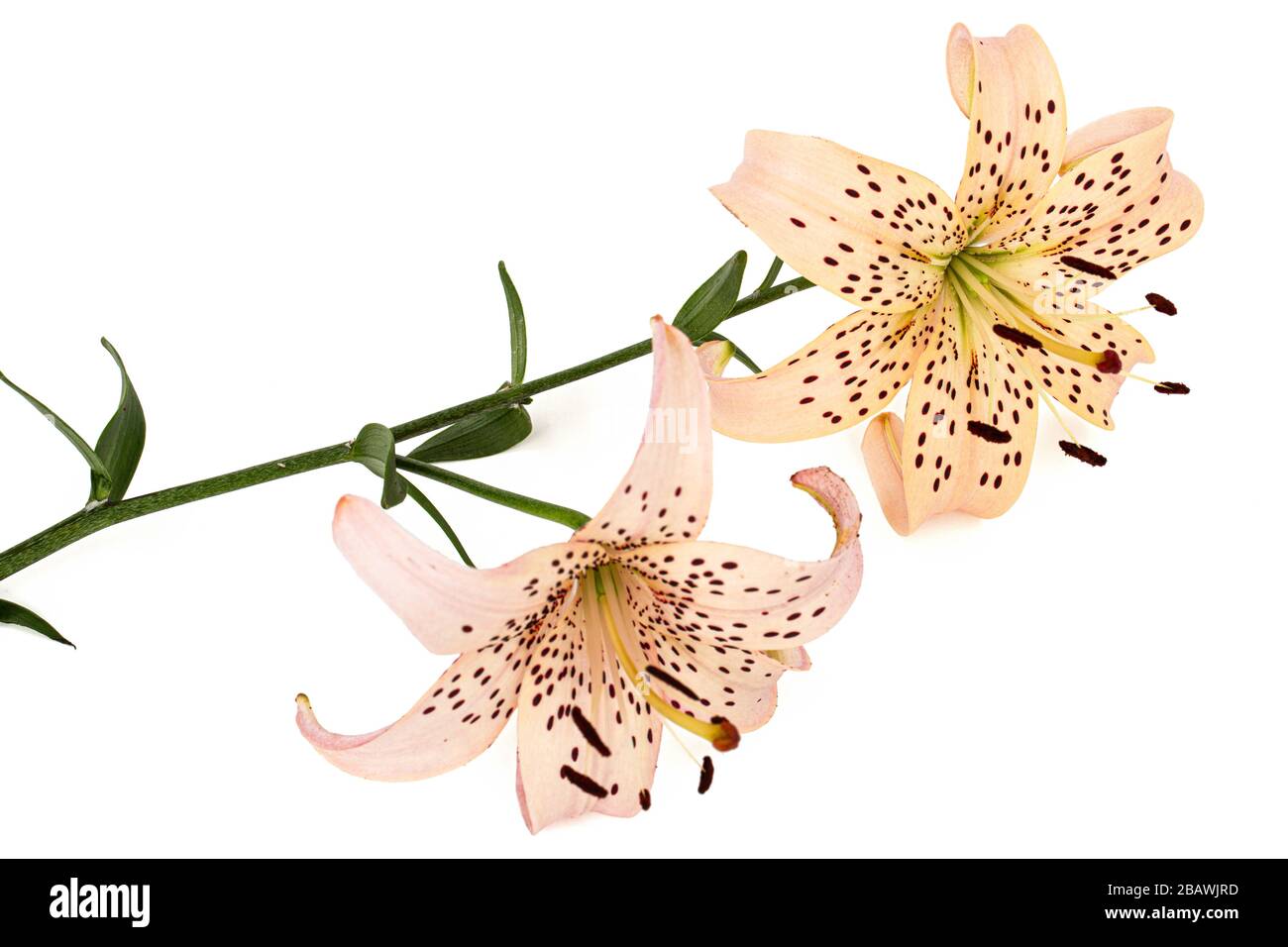Flowers of asian lily, isolated on white background Stock Photo - Alamy