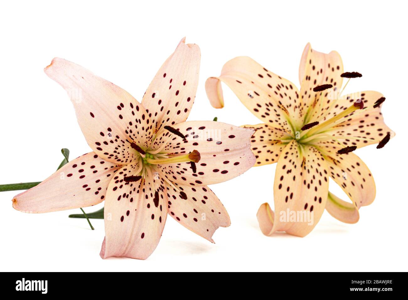 Flowers of asian lily, isolated on white background Stock Photo - Alamy