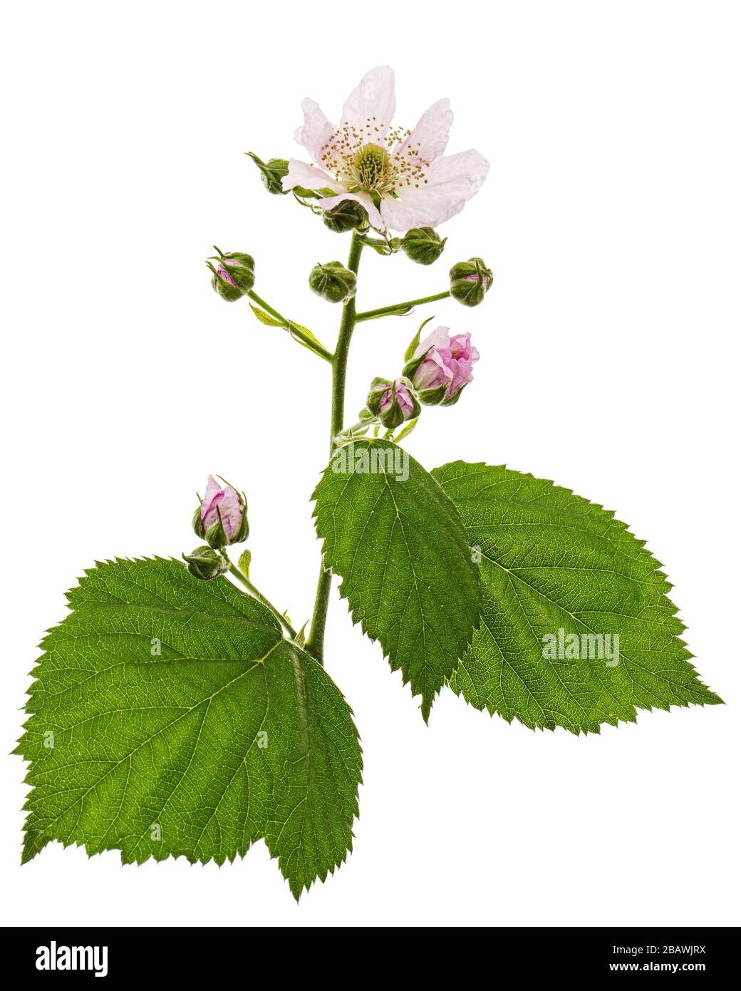 Flowers of blackberry, lat. Rubus fruticosus, isolated on white ...
