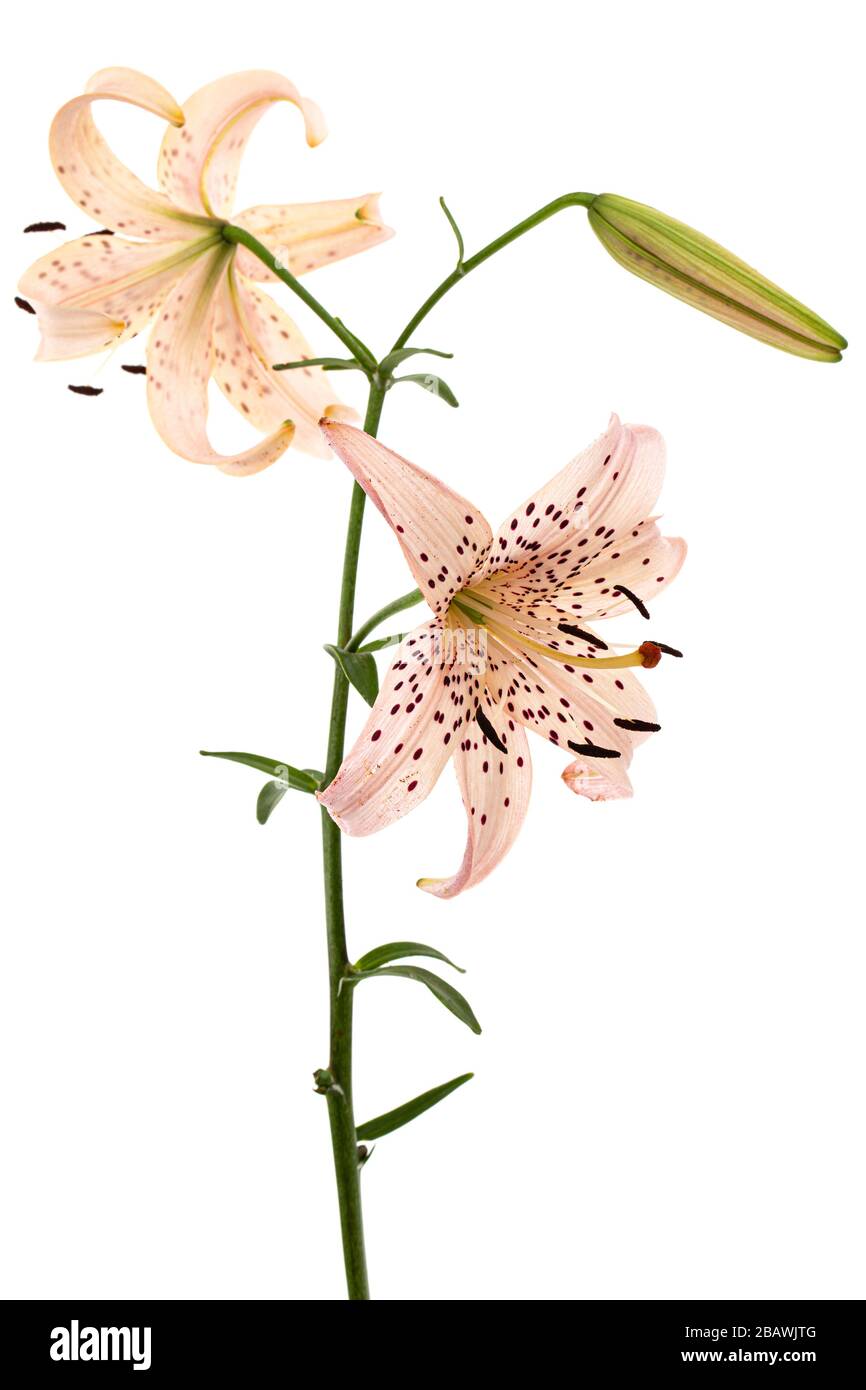 Flowers of asian lily, isolated on white background Stock Photo - Alamy