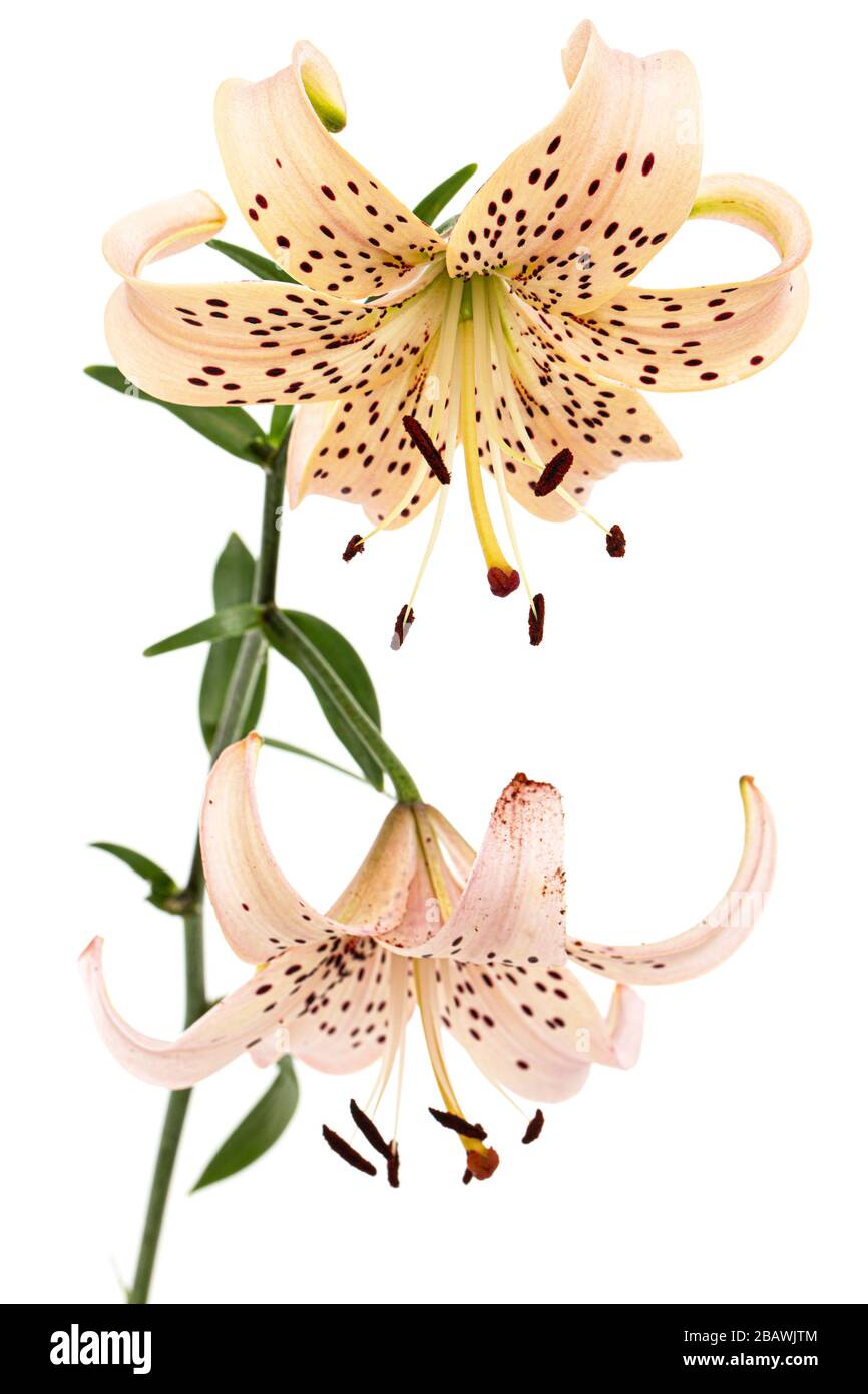 Flowers of asian lily, isolated on white background Stock Photo - Alamy
