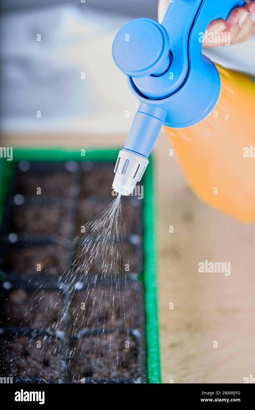 The soil in the container with planted sees is being watered. Water ...