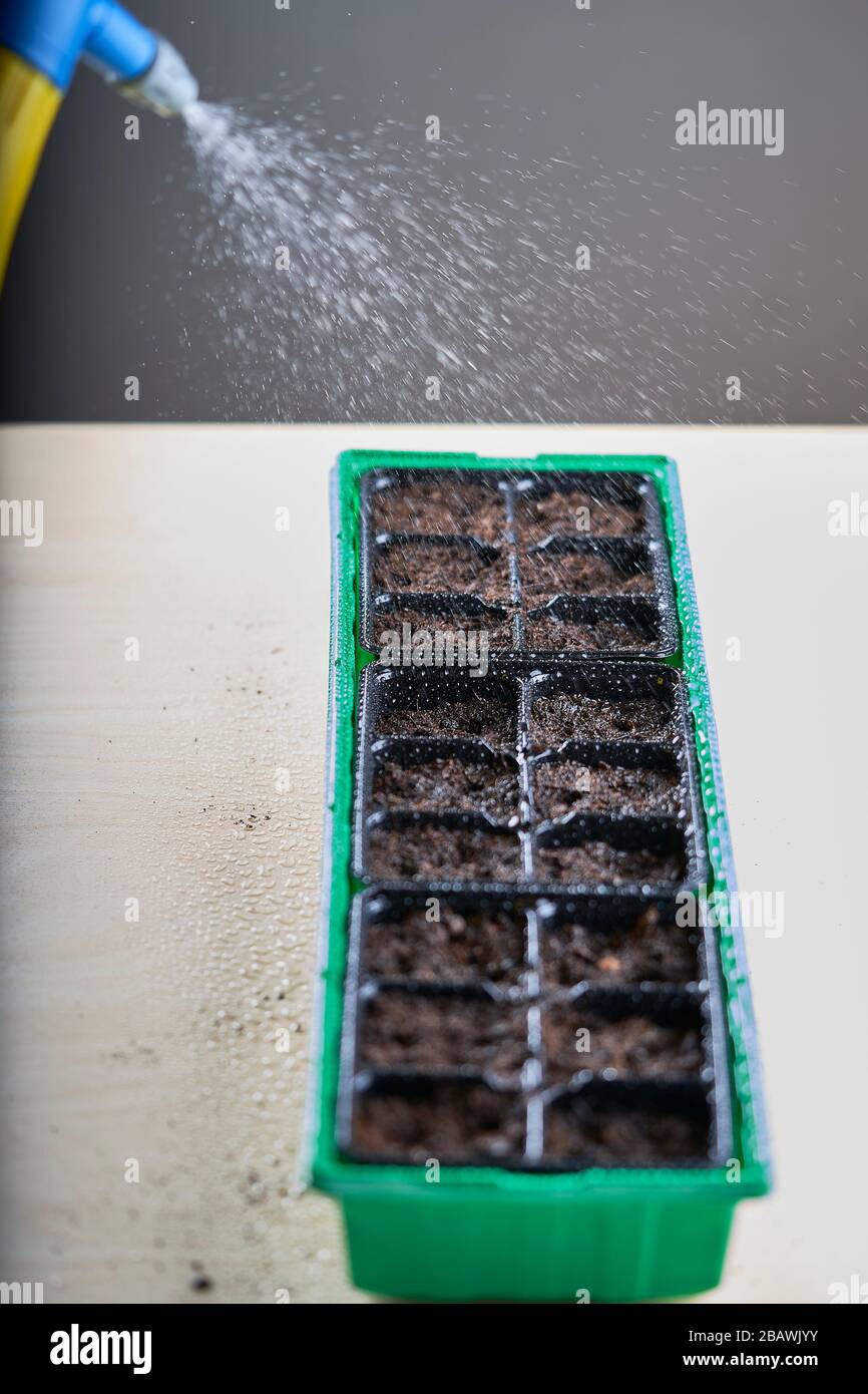 The soil in the container with planted sees is being watered. Water ...