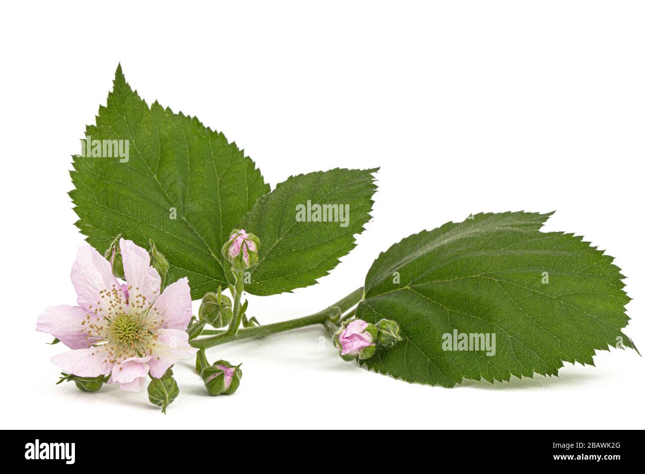 Flowers of blackberry, lat. Rubus fruticosus, isolated on white ...