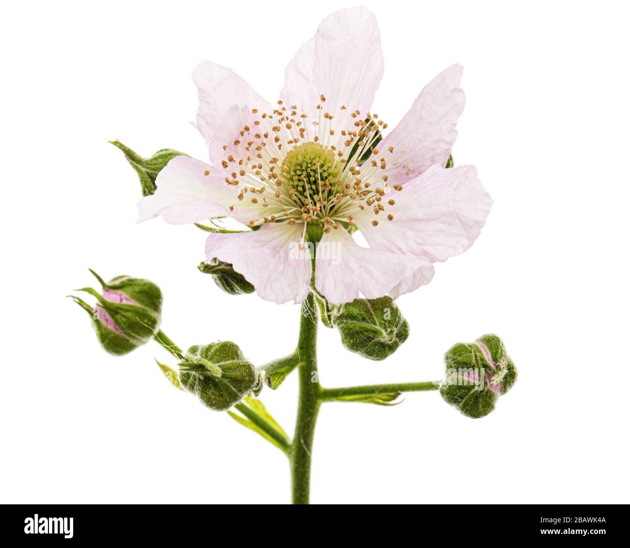 Flowers of blackberry, lat. Rubus fruticosus, isolated on white ...