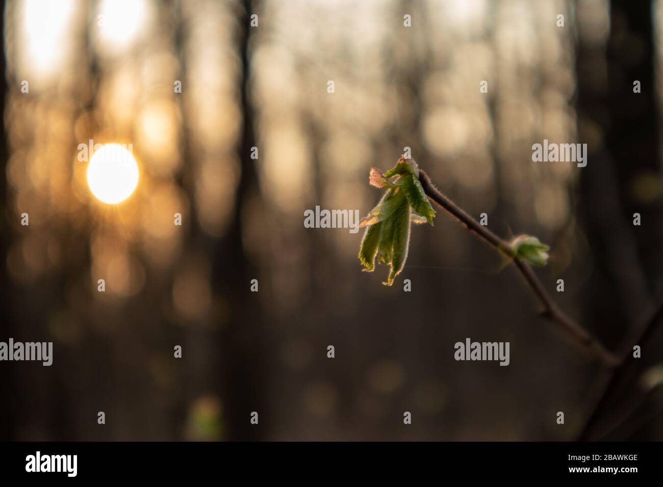Blooming tree buds sunset hi-res stock photography and images - Alamy