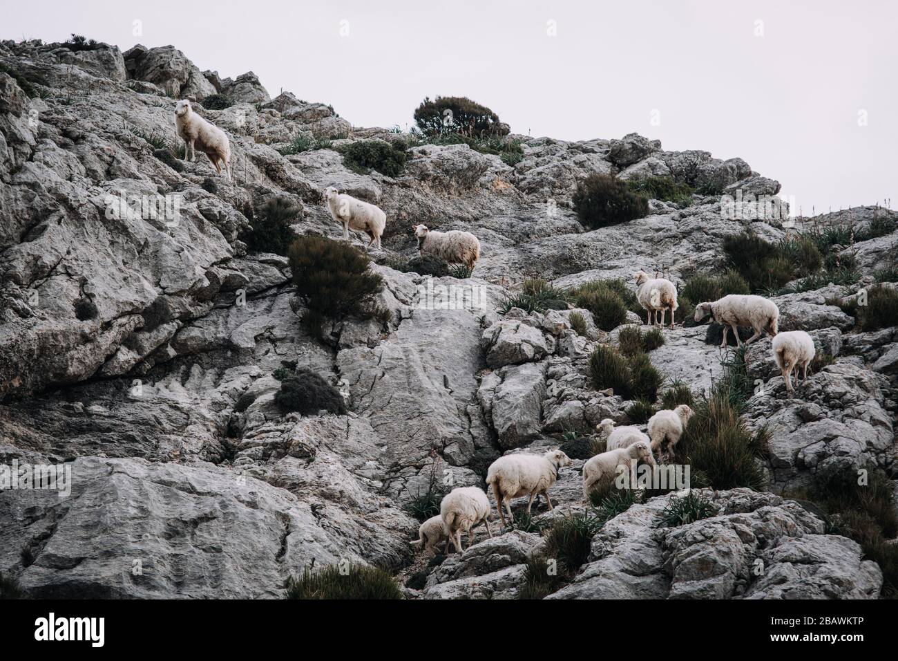 Flock of sheep climbing on mountain stone rocks Stock Photo - Alamy