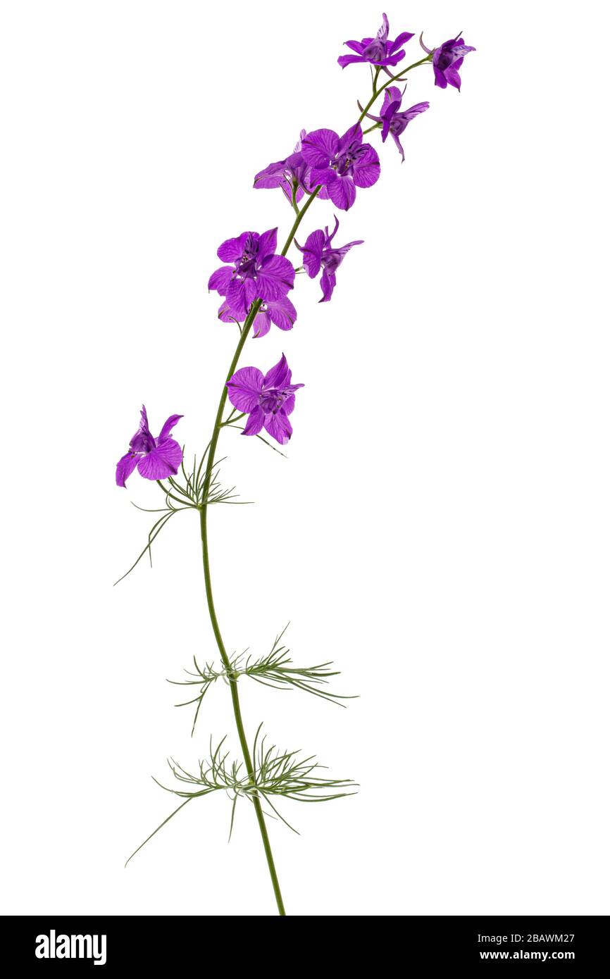 Violet flower of wild delphinium, larkspur flower, isolated on white ...