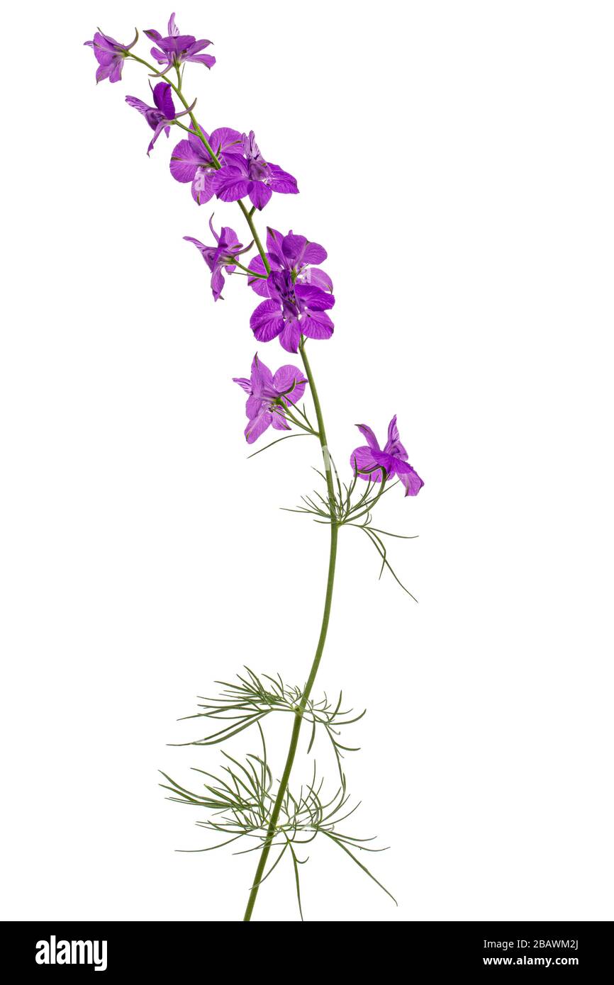 Violet flower of wild delphinium, larkspur flower, isolated on white ...