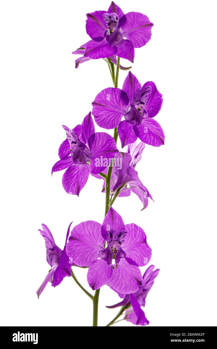 Violet flower of wild delphinium, larkspur flower, isolated on white ...
