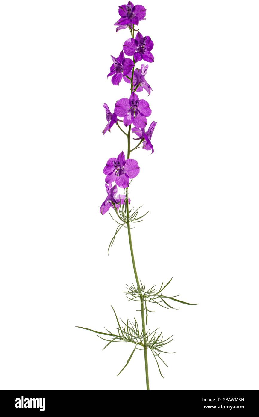 Violet flower of wild delphinium, larkspur flower, isolated on white ...