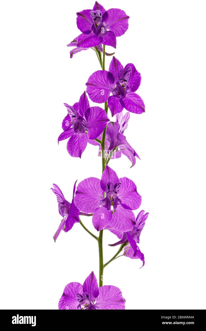 Violet flower of wild delphinium, larkspur flower, isolated on white ...
