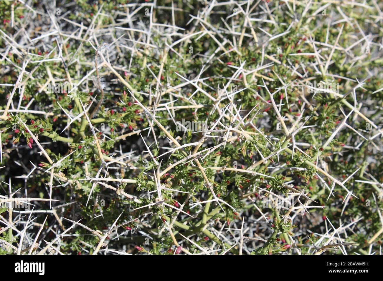 Spiny Desert Olive, Menodora Spinescens, Southern Mojave Desert Native ...