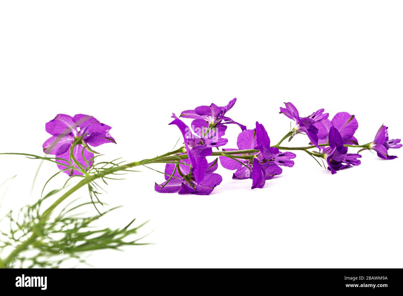 Violet flower of wild delphinium, larkspur flower, isolated on white ...