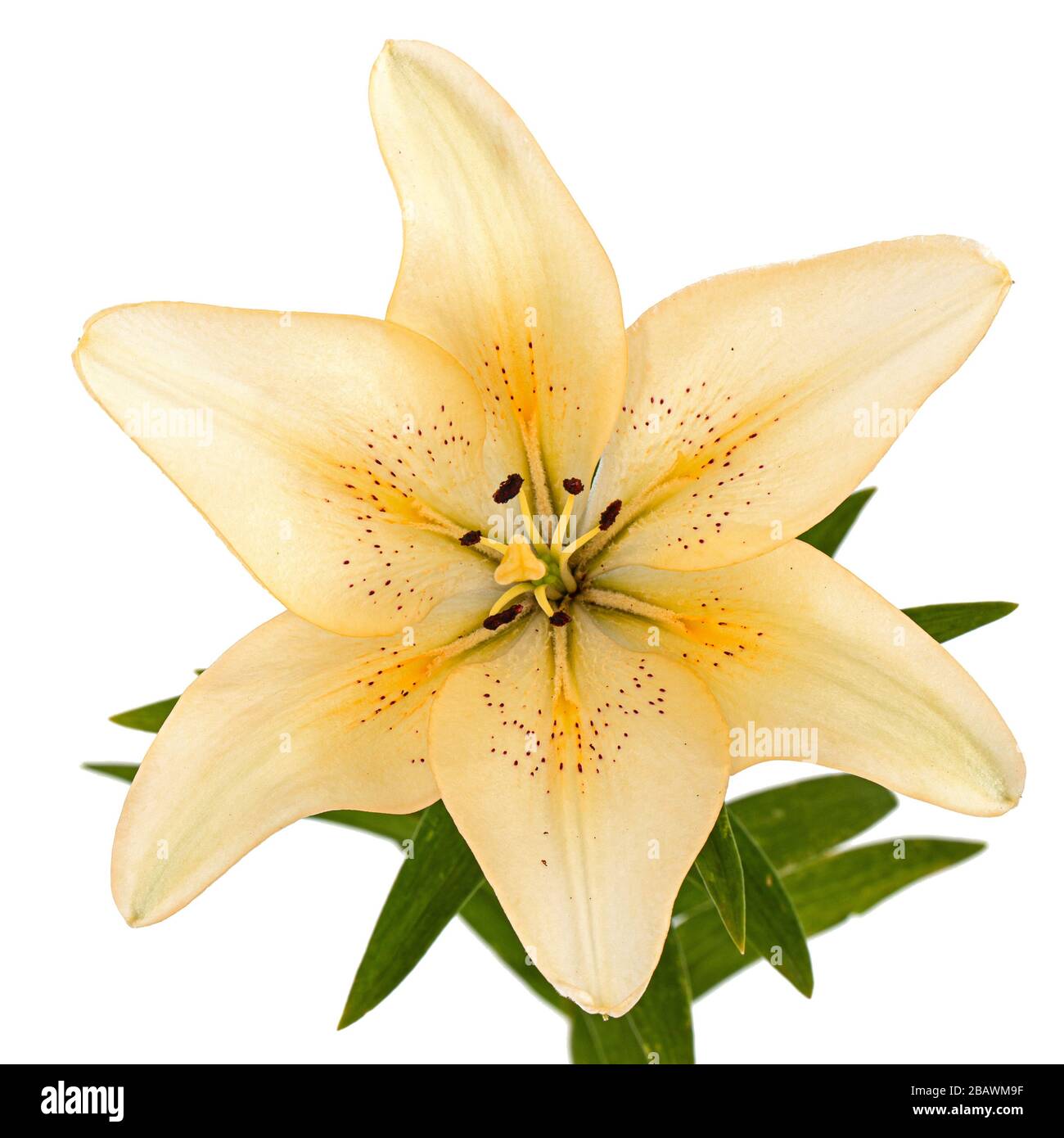 Flower of cream lily, isolated on white background Stock Photo - Alamy
