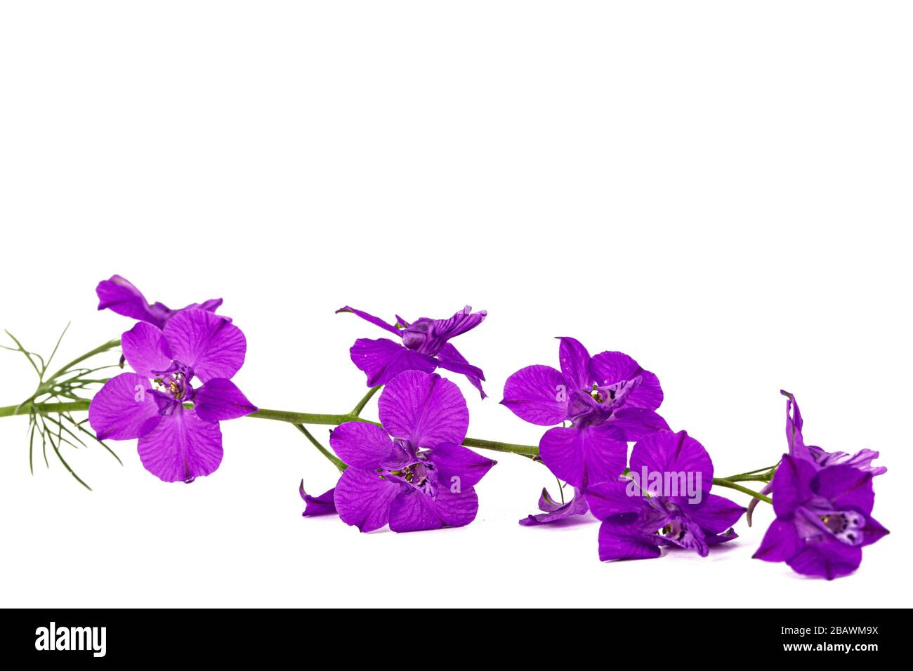 Violet flower of wild delphinium, larkspur flower, isolated on white ...