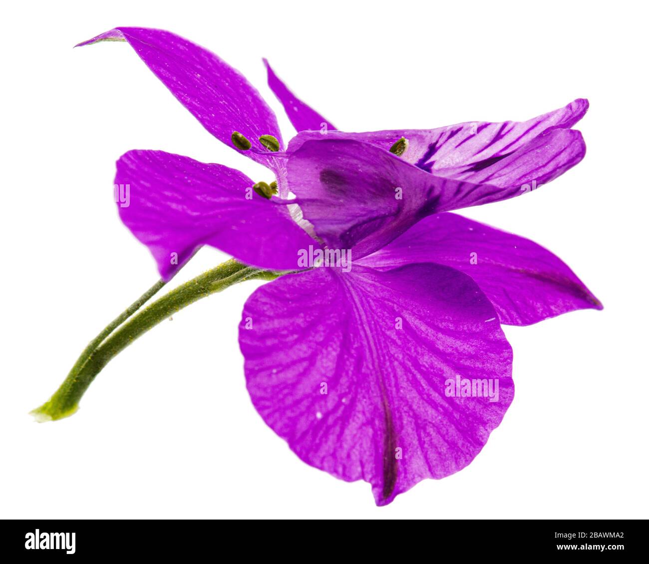 Violet flower of wild delphinium, larkspur flower, isolated on white ...