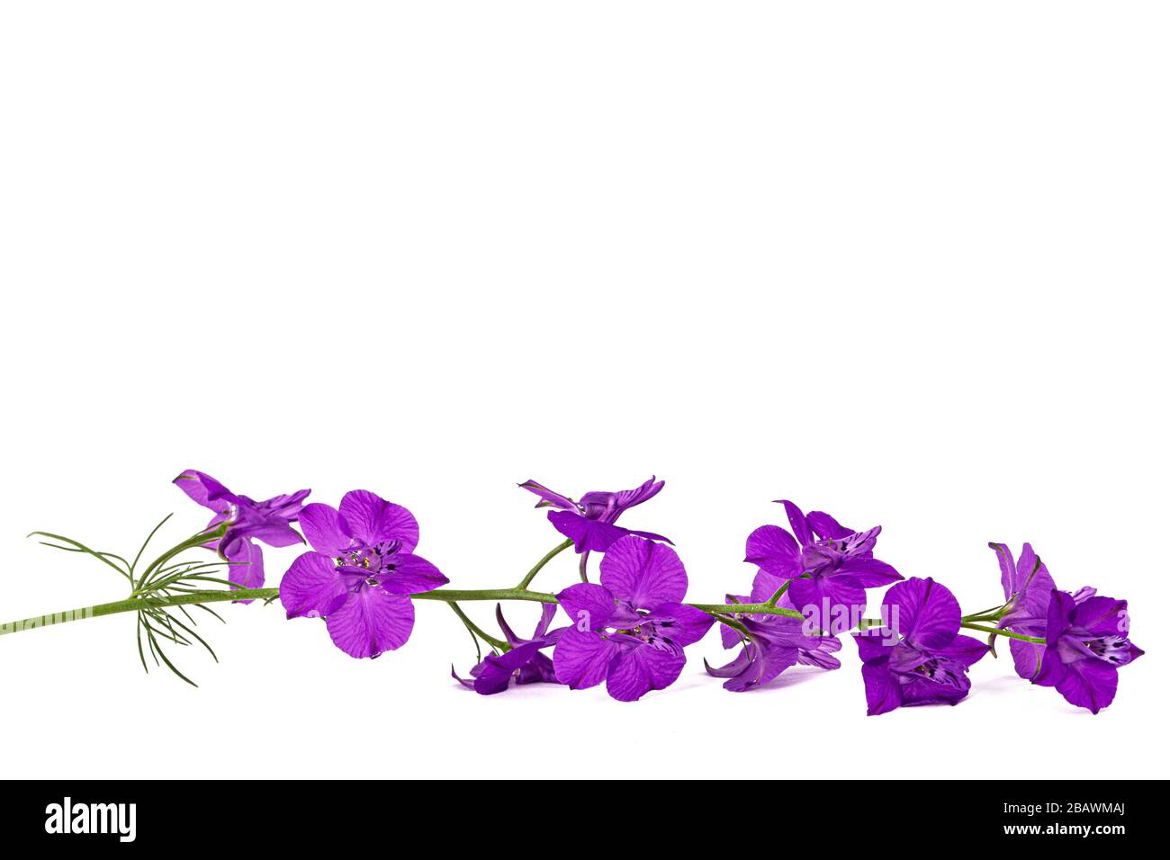 Violet flower of wild delphinium, larkspur flower, isolated on white ...