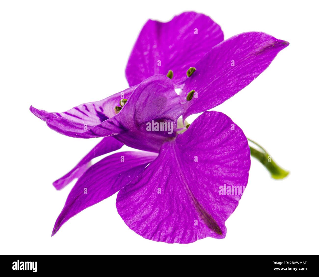 Violet flower of wild delphinium, larkspur flower, isolated on white ...