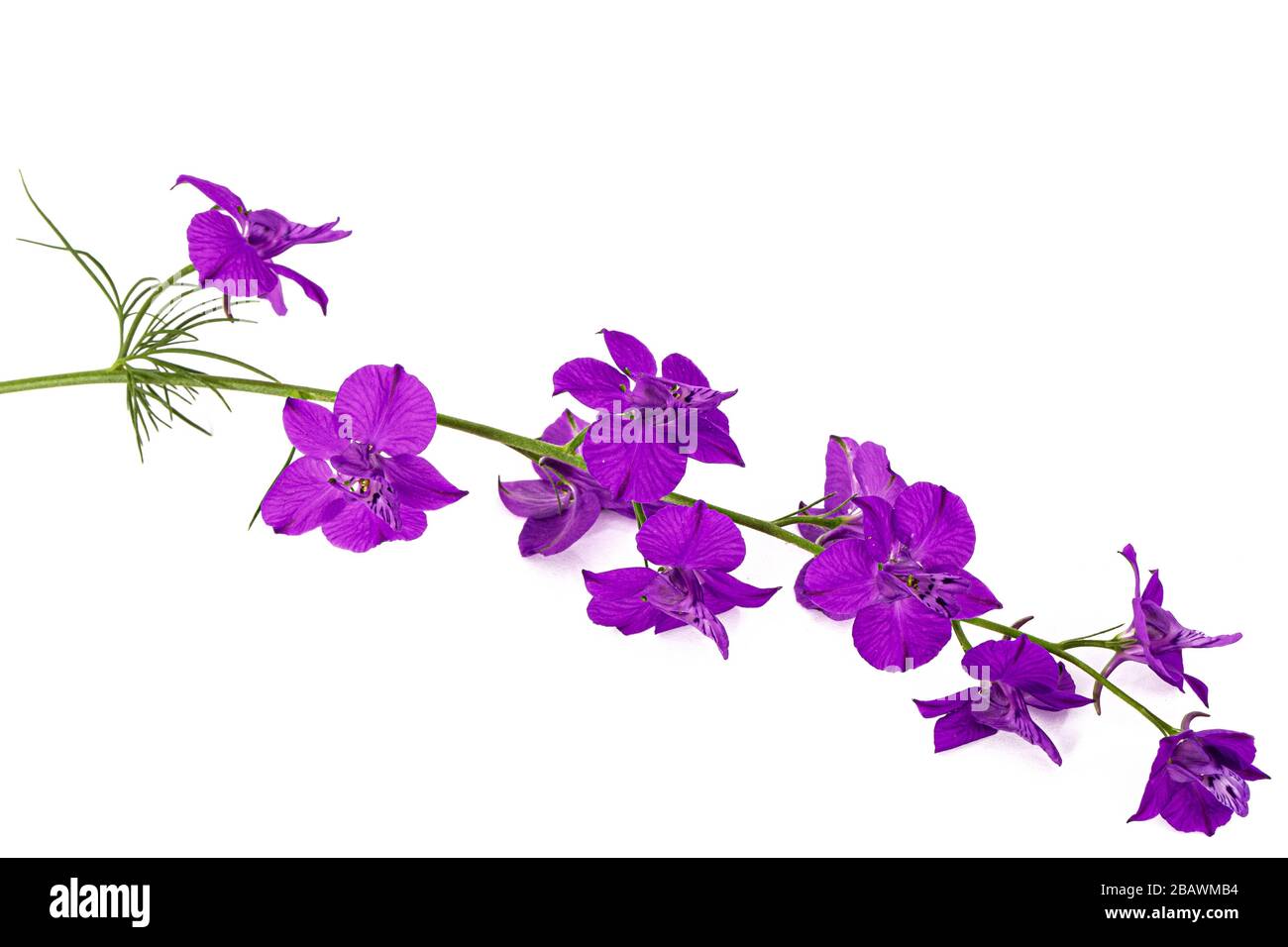 Violet flower of wild delphinium, larkspur flower, isolated on white ...