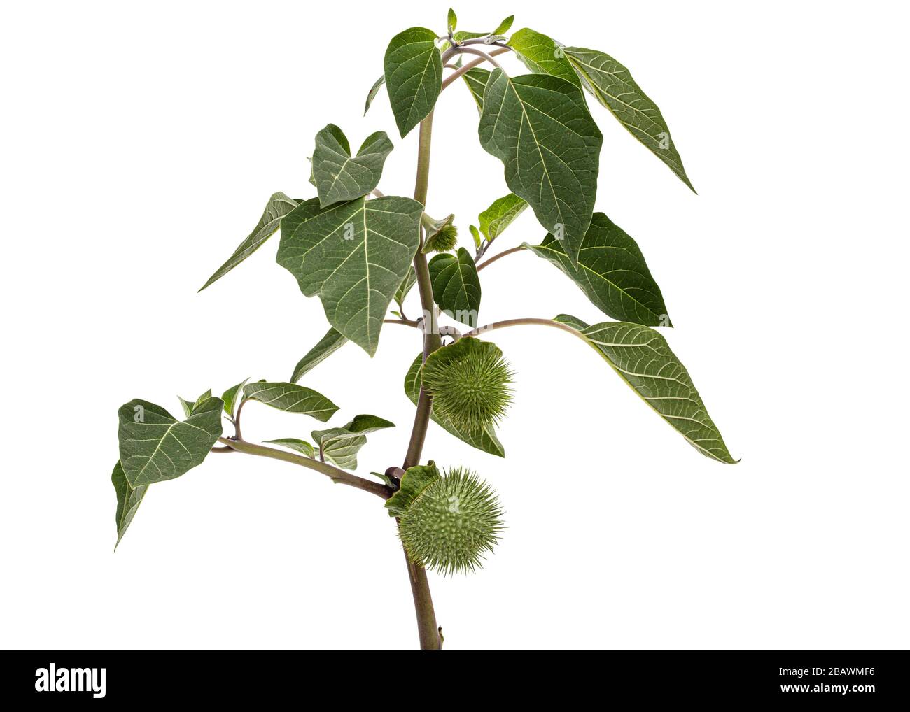 Branch with datura fruit, spiny capsule with seeds, jimsonweed, dope ...