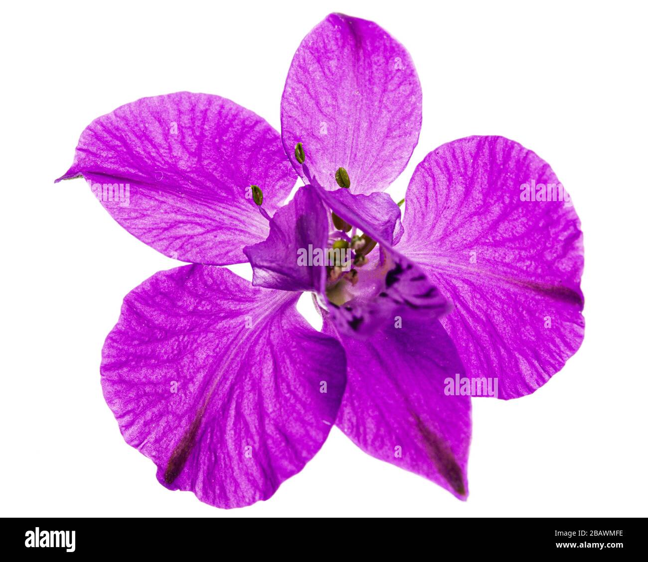 Violet flower of wild delphinium, larkspur flower, isolated on white ...
