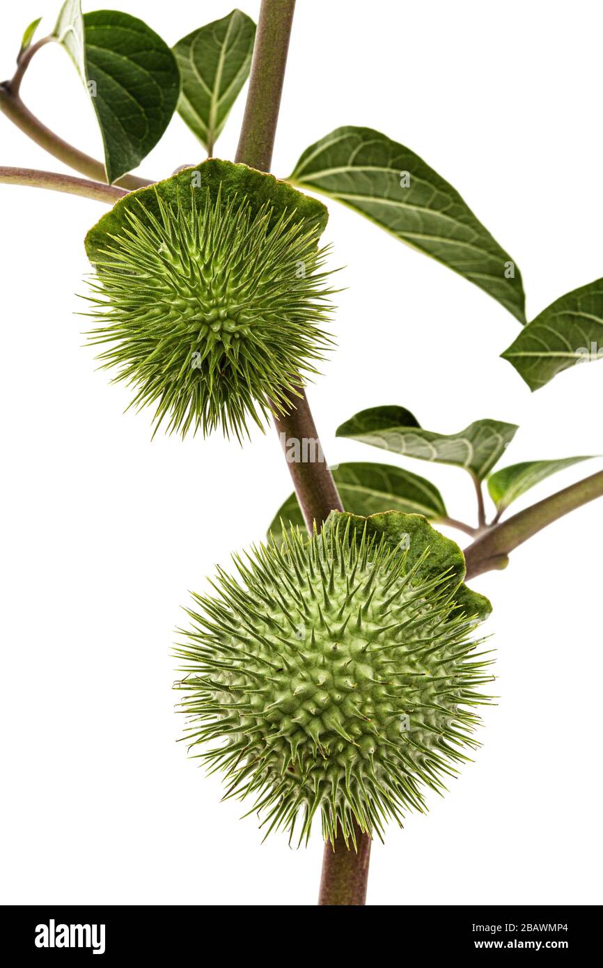 Branch with datura fruit, spiny capsule with seeds, jimsonweed, dope ...