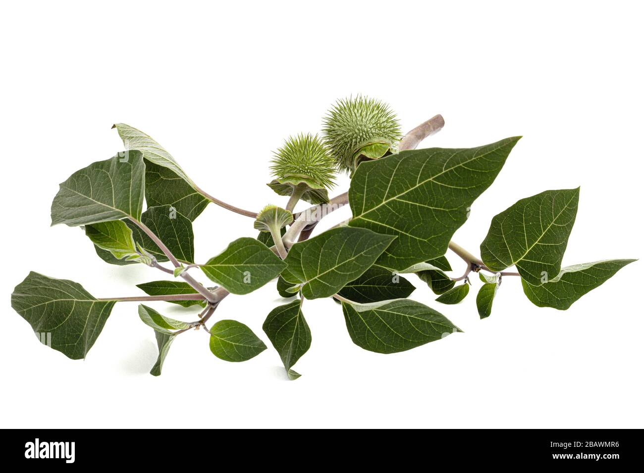 Branch with datura fruit, spiny capsule with seeds, jimsonweed, dope ...