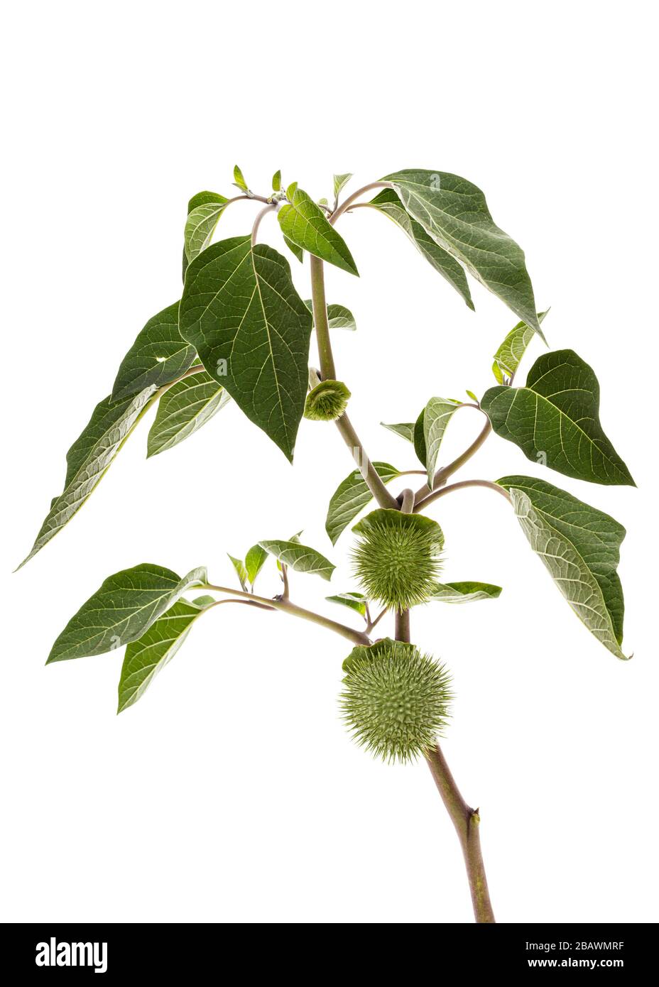 Branch with datura fruit, spiny capsule with seeds, jimsonweed, dope ...