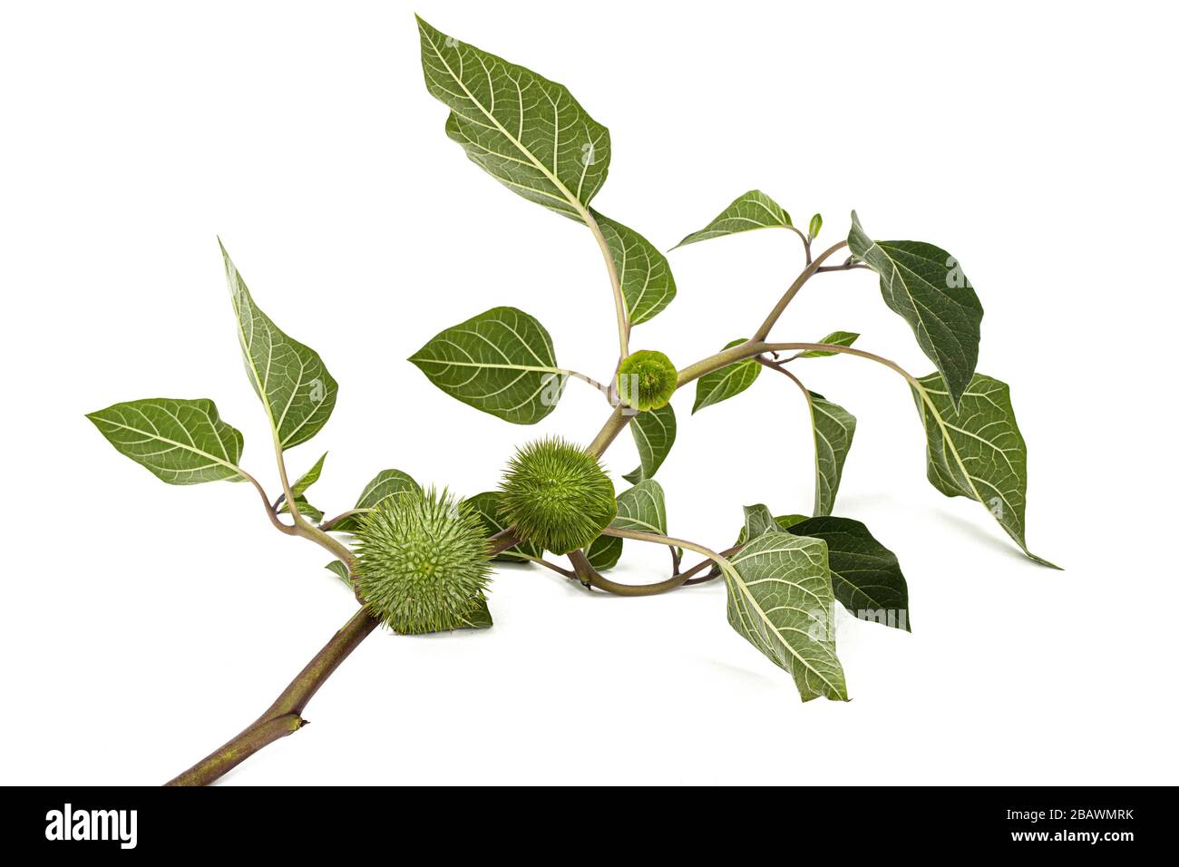Datura stramonium flower seeds hi-res stock photography and images - Alamy