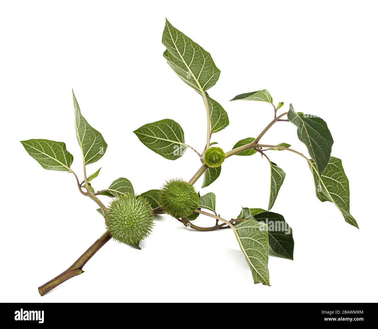 Branch with datura fruit, spiny capsule with seeds, jimsonweed, dope ...