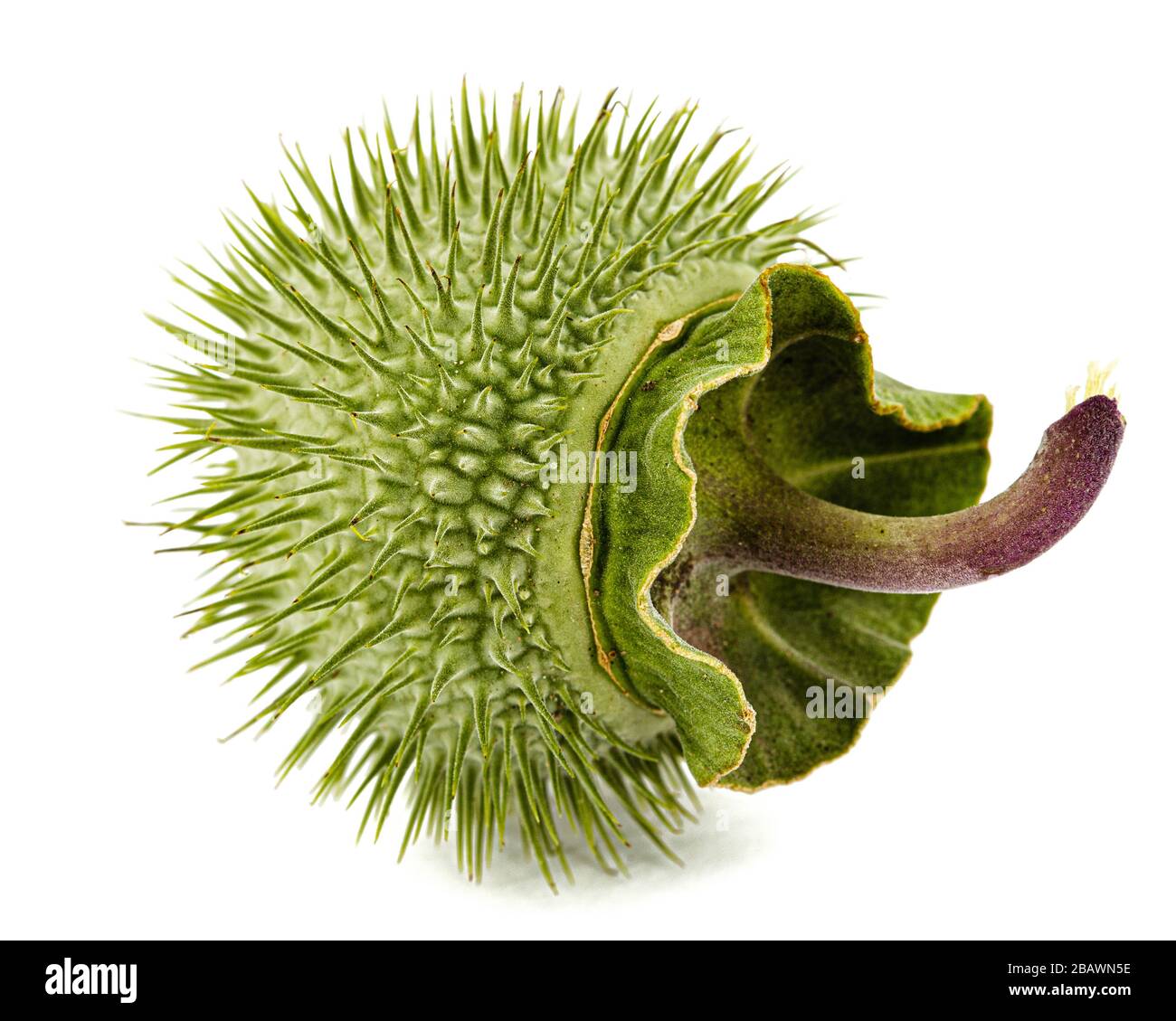 Datura fruit, spiny capsule with seeds, jimsonweed, dope, stramonium ...