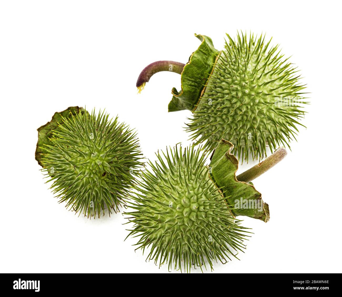 Devils weed Cut Out Stock Images & Pictures - Alamy