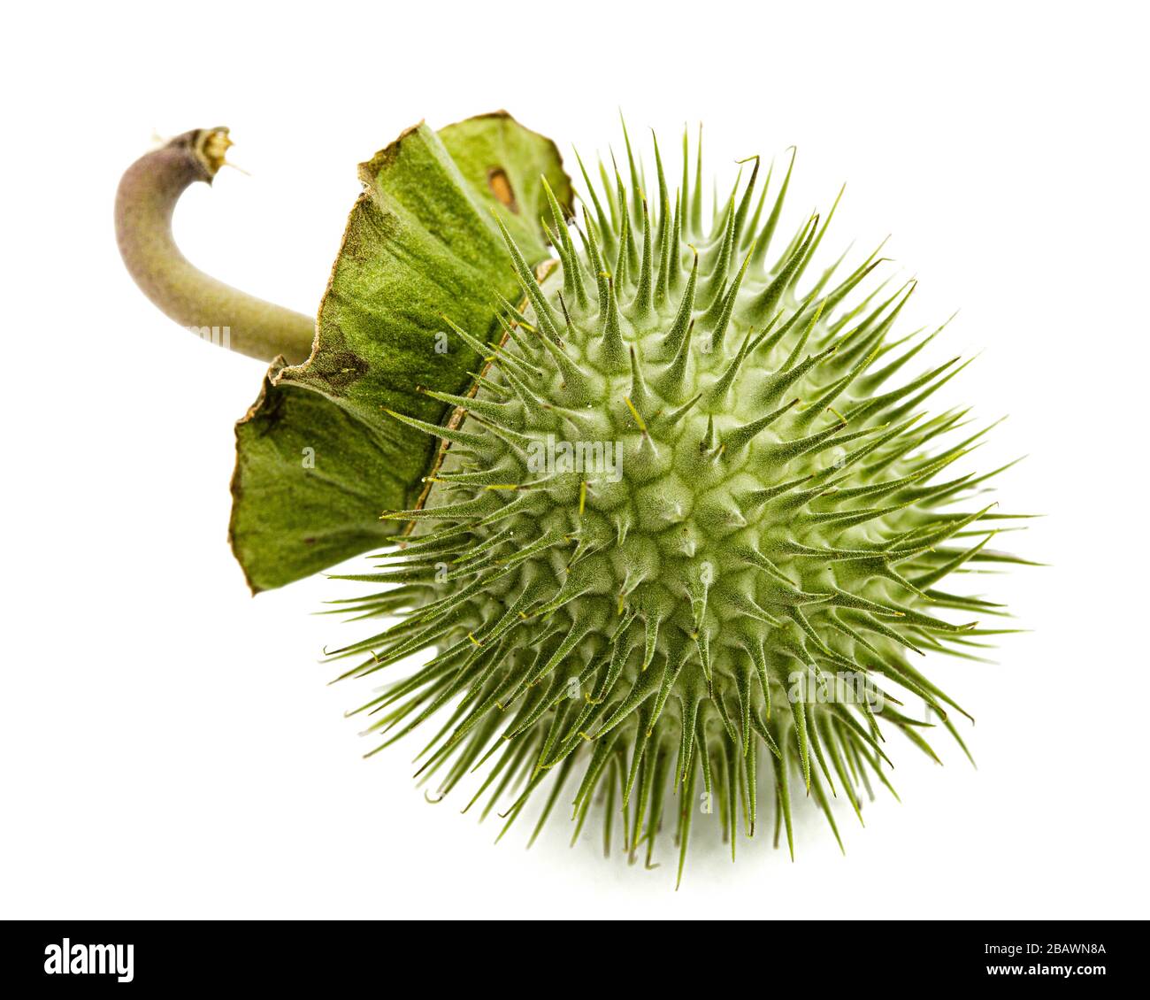 Datura fruit, spiny capsule with seeds, jimsonweed, dope, stramonium ...