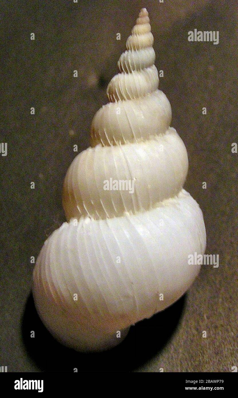 "English: Epitonium irregulare (Sowerby, 1844), a wentletrap in the ...