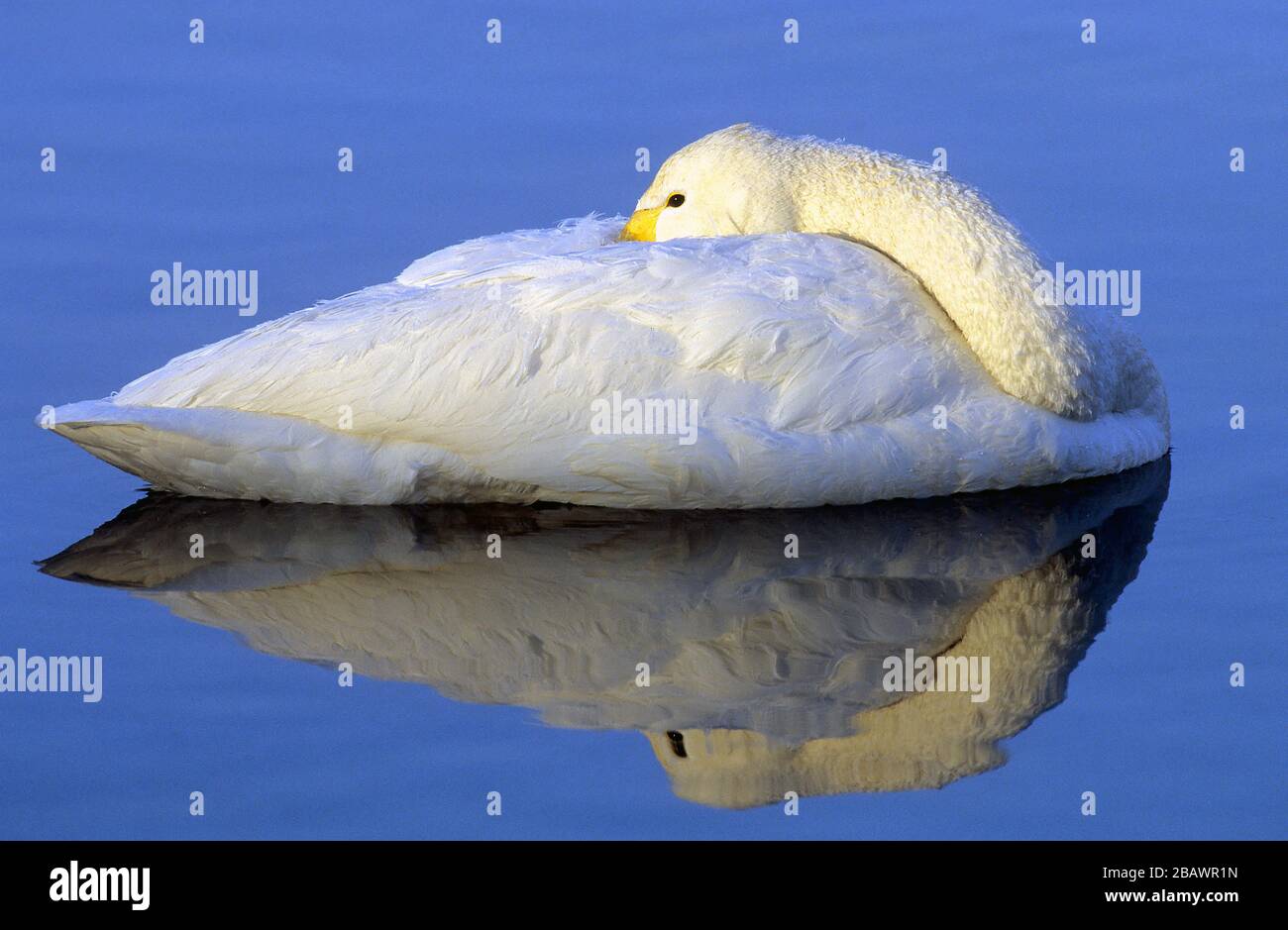 Whooper Swan, Cygnus cygnus, Lake Kussharo, Hokkaido, Japan Stock Photo ...
