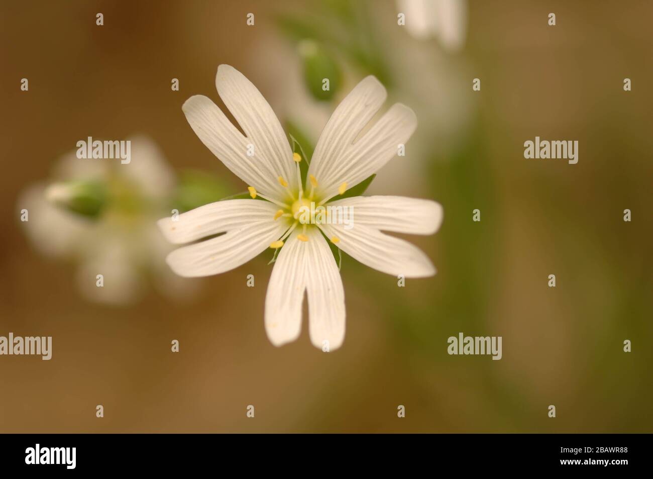 Field Mouse-ear, Cerasium arvense, Bedford Purlieus, Cambridgeshire ...