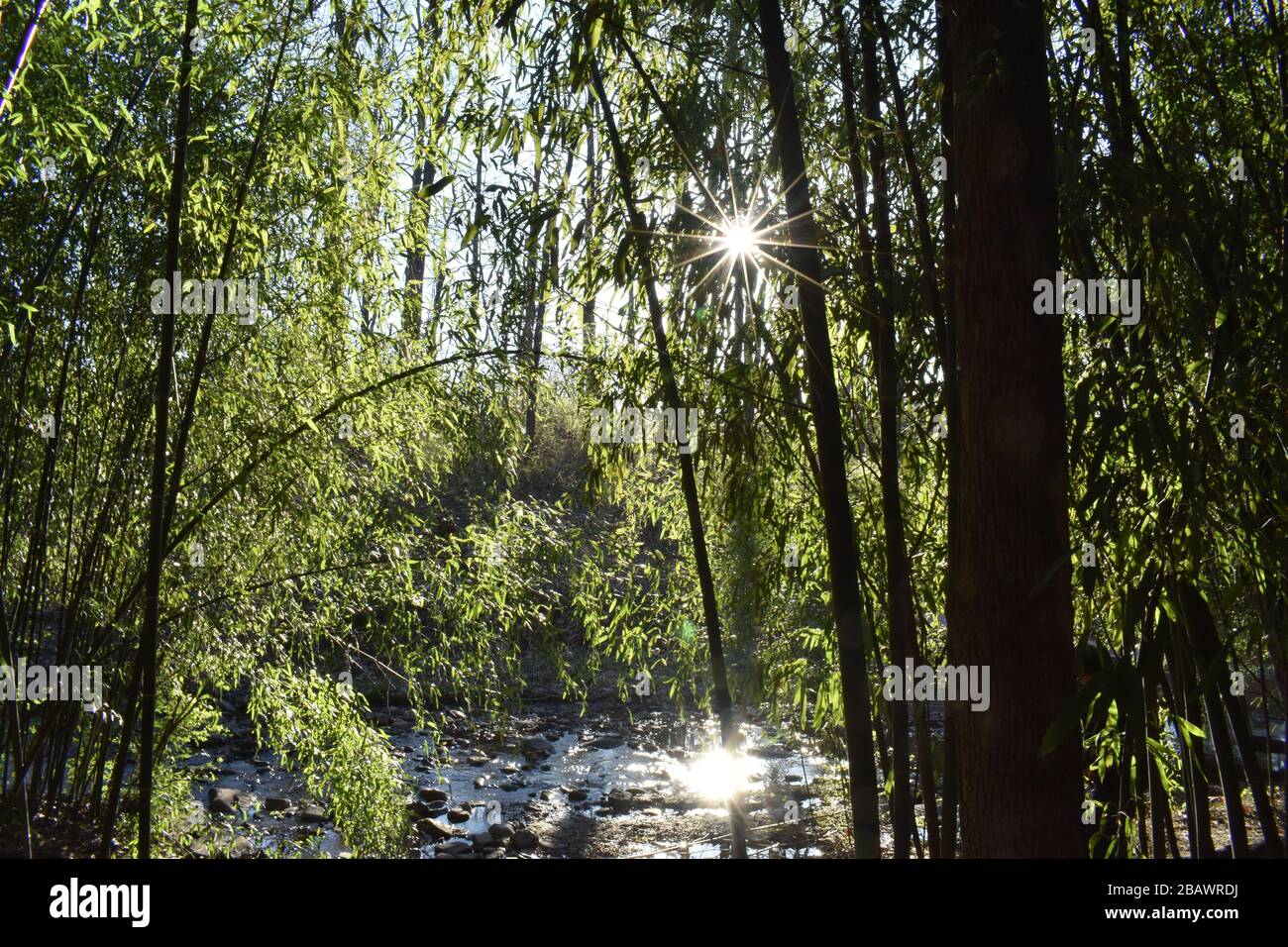 Early Spring time at the bamboo forest in Rutgers Gardens, New ...