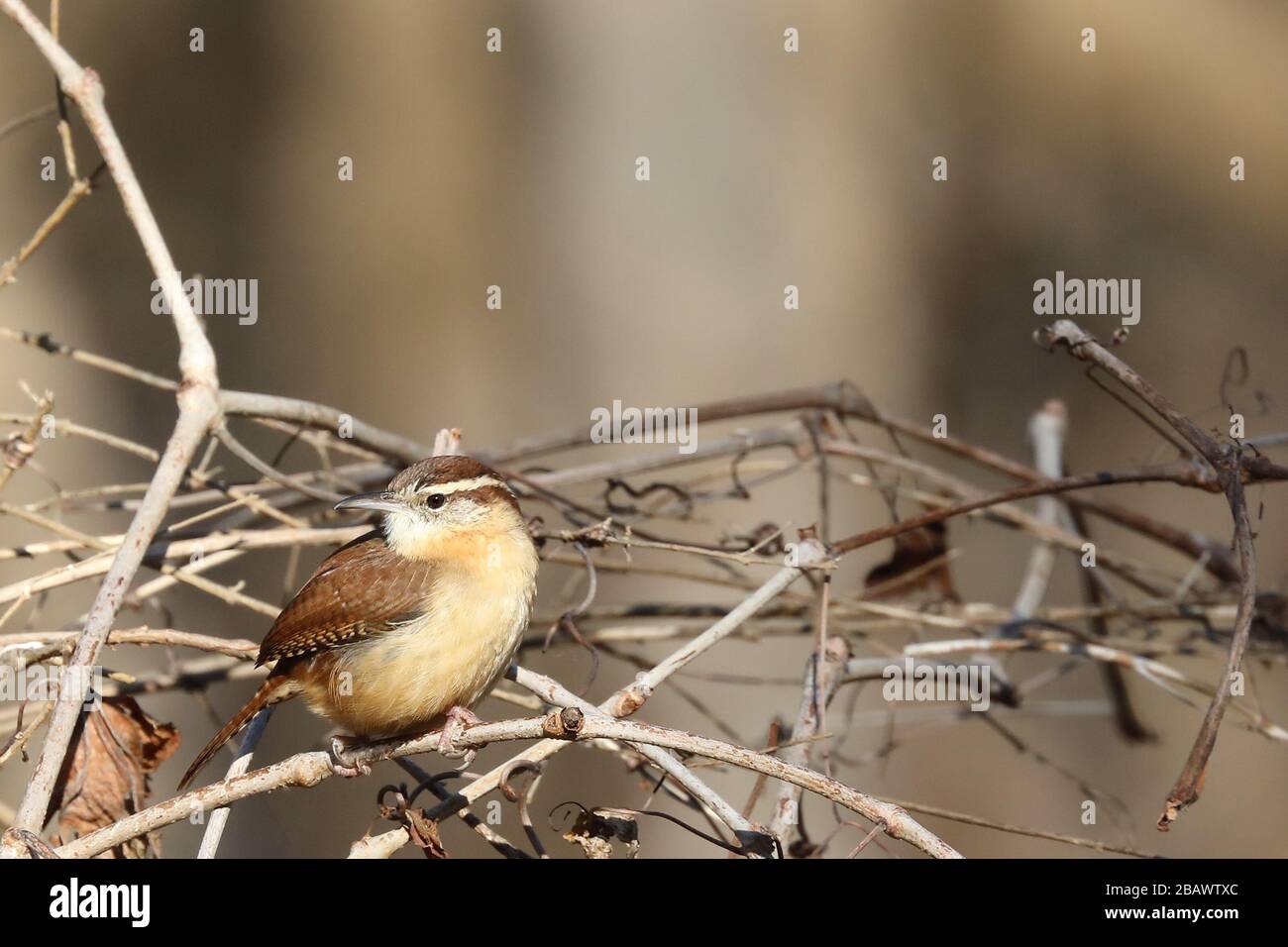Male wren hi-res stock photography and images - Alamy