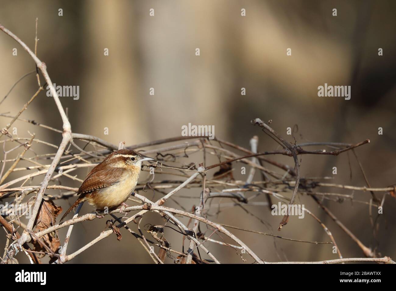 Male wren hi-res stock photography and images - Alamy