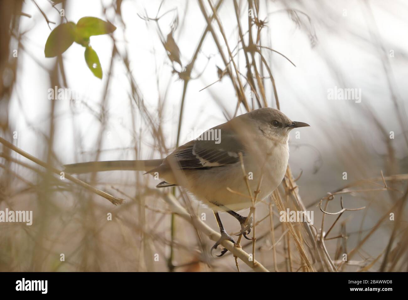 Animal hide cape hi-res stock photography and images - Alamy
