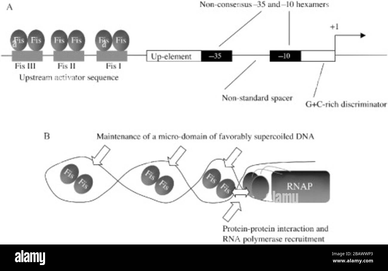 Rna dependent dna polymerase Cut Out Stock Images & Pictures - Alamy