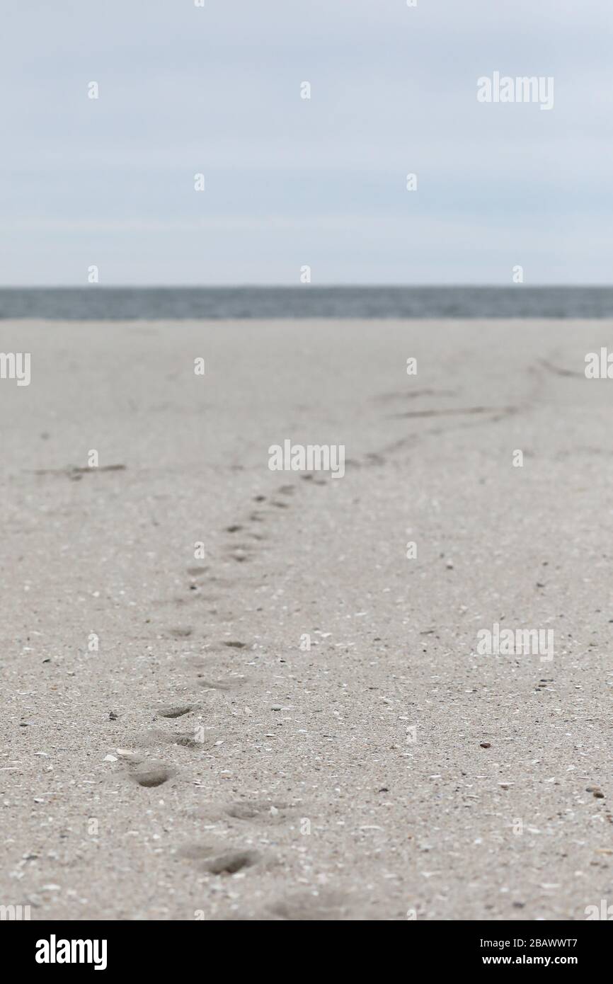 The footprints in the sand with direction to the ocean during winter ...