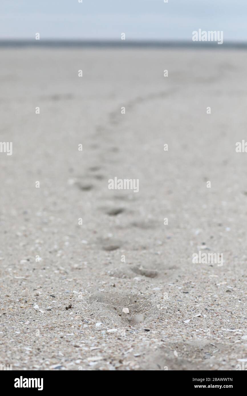 The footprints in the sand with direction to the ocean during winter ...