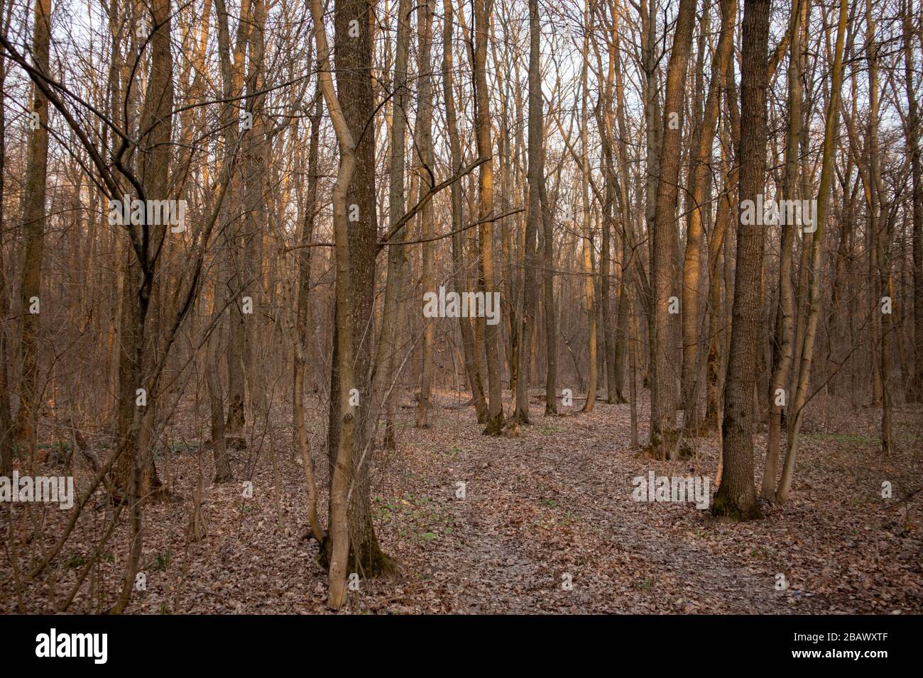 Spring in the forest. A lot of trees Stock Photo - Alamy