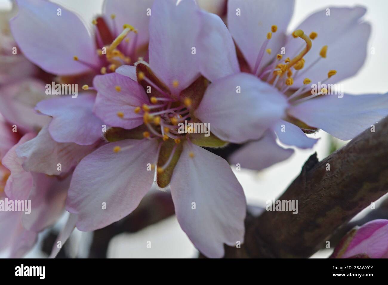 Almond flower - Latin name - Prunus dulcis -syn. Prunus amygdalus ...