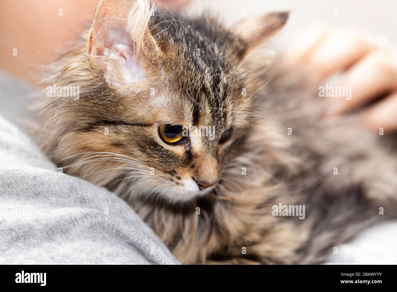 Cat looks down hi-res stock photography and images - Alamy